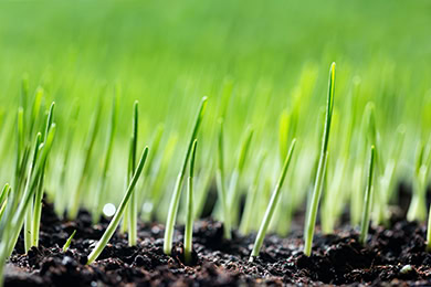 Pinnacle - Summit Seed Coatings