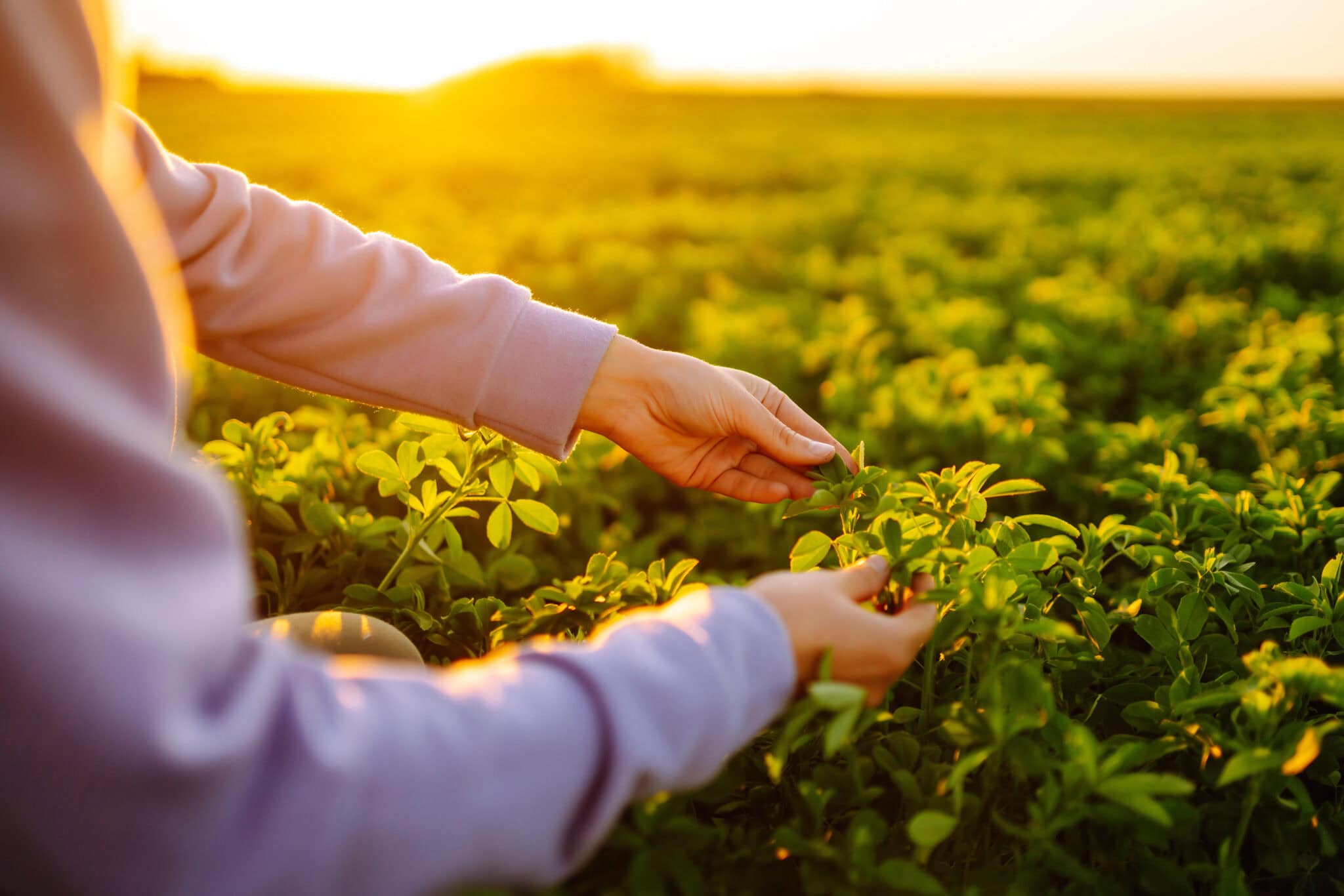 Summit Seed Coatings - We Are Seed Coating Experts